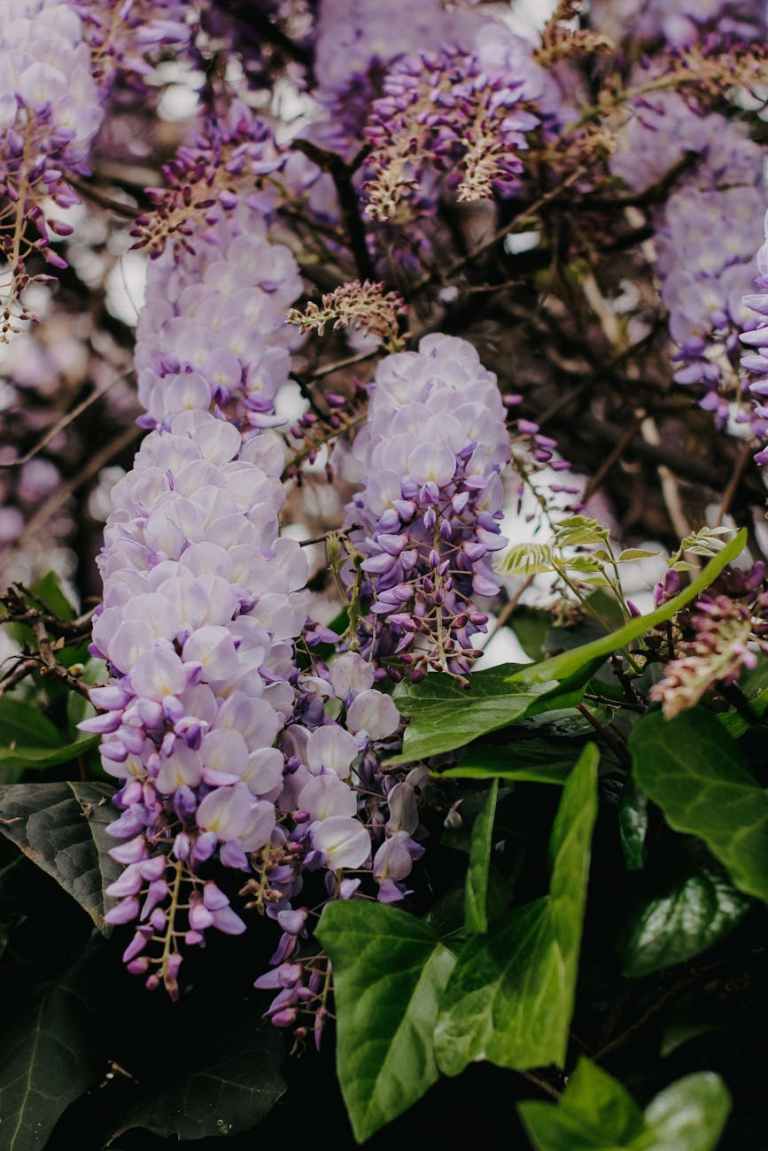 Mastering Wisteria Pruning: A Comprehensive Guide for Gorgeous Blooms ...