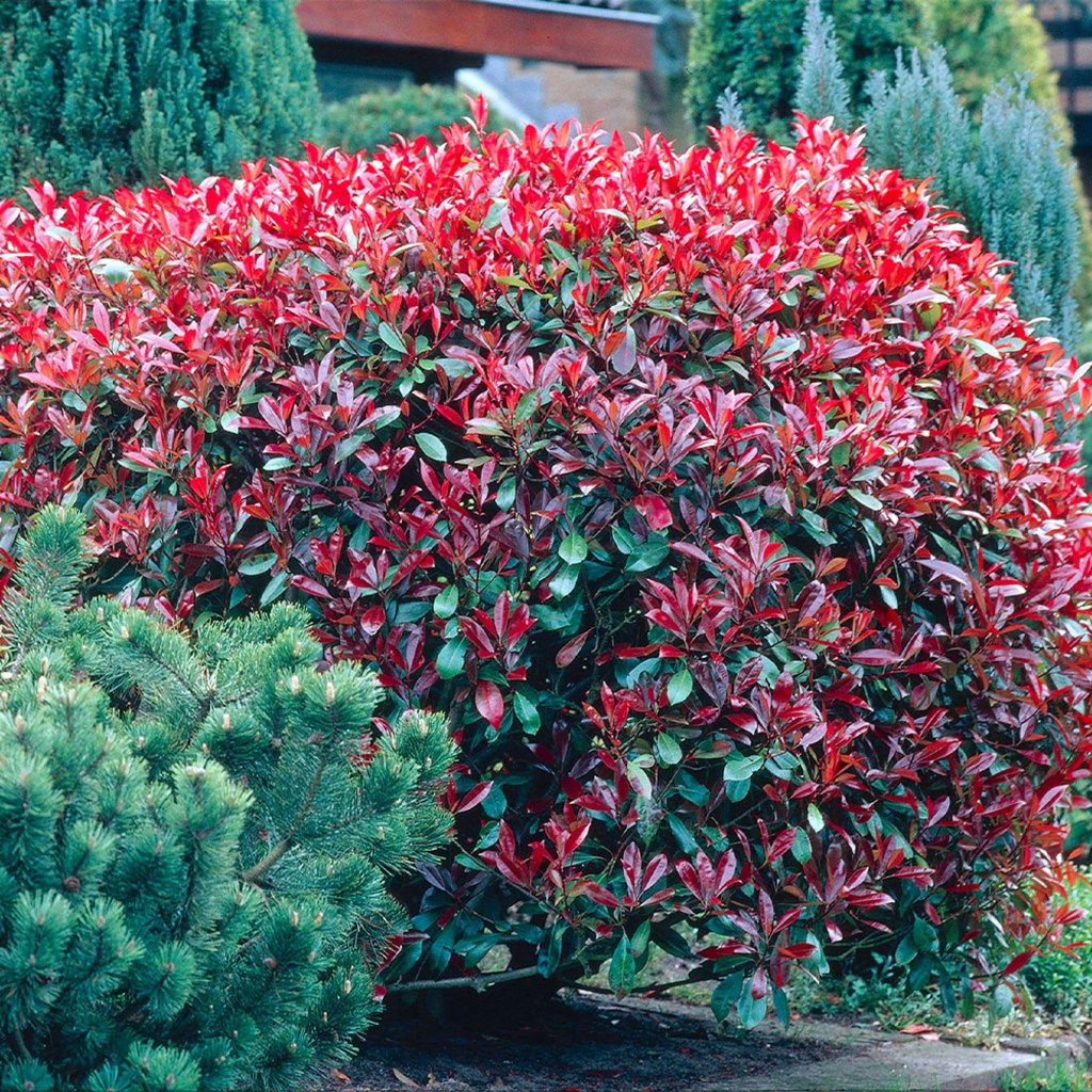 When to Prune Photinia Red Robin: Timing Tips for a Thriving Garden ...